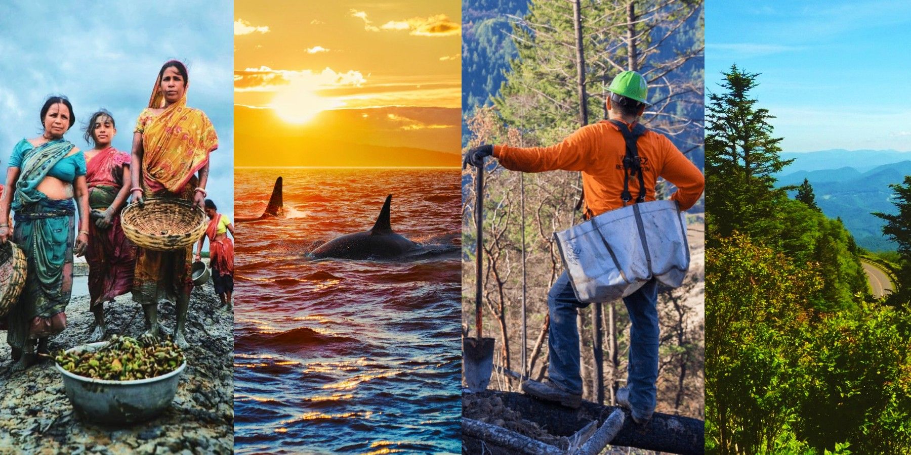 Did You Know Alexa Can Plant Trees For You? Here's How To Do It