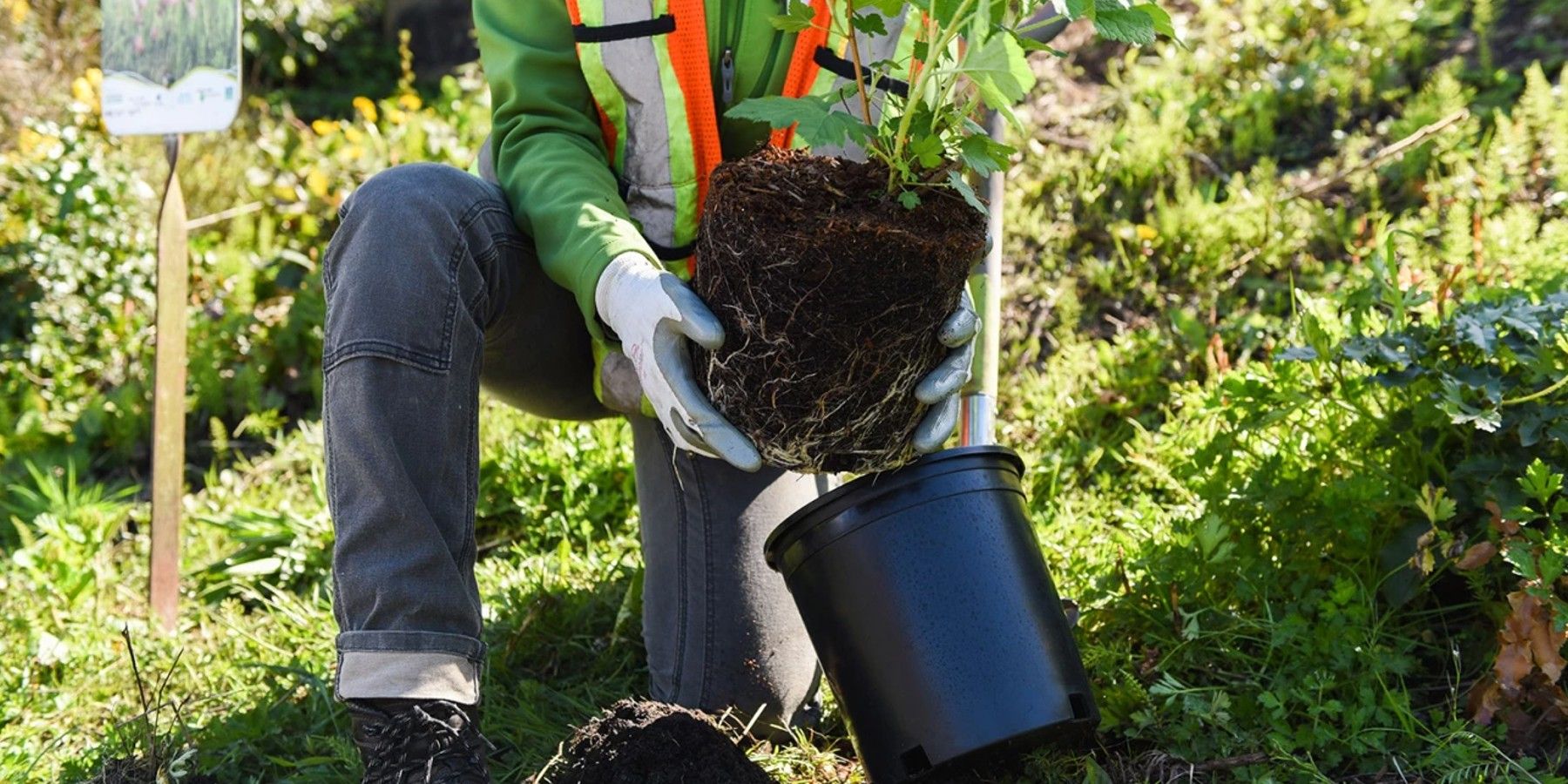 Did You Know Alexa Can Plant Trees For You? Here's How To Do It