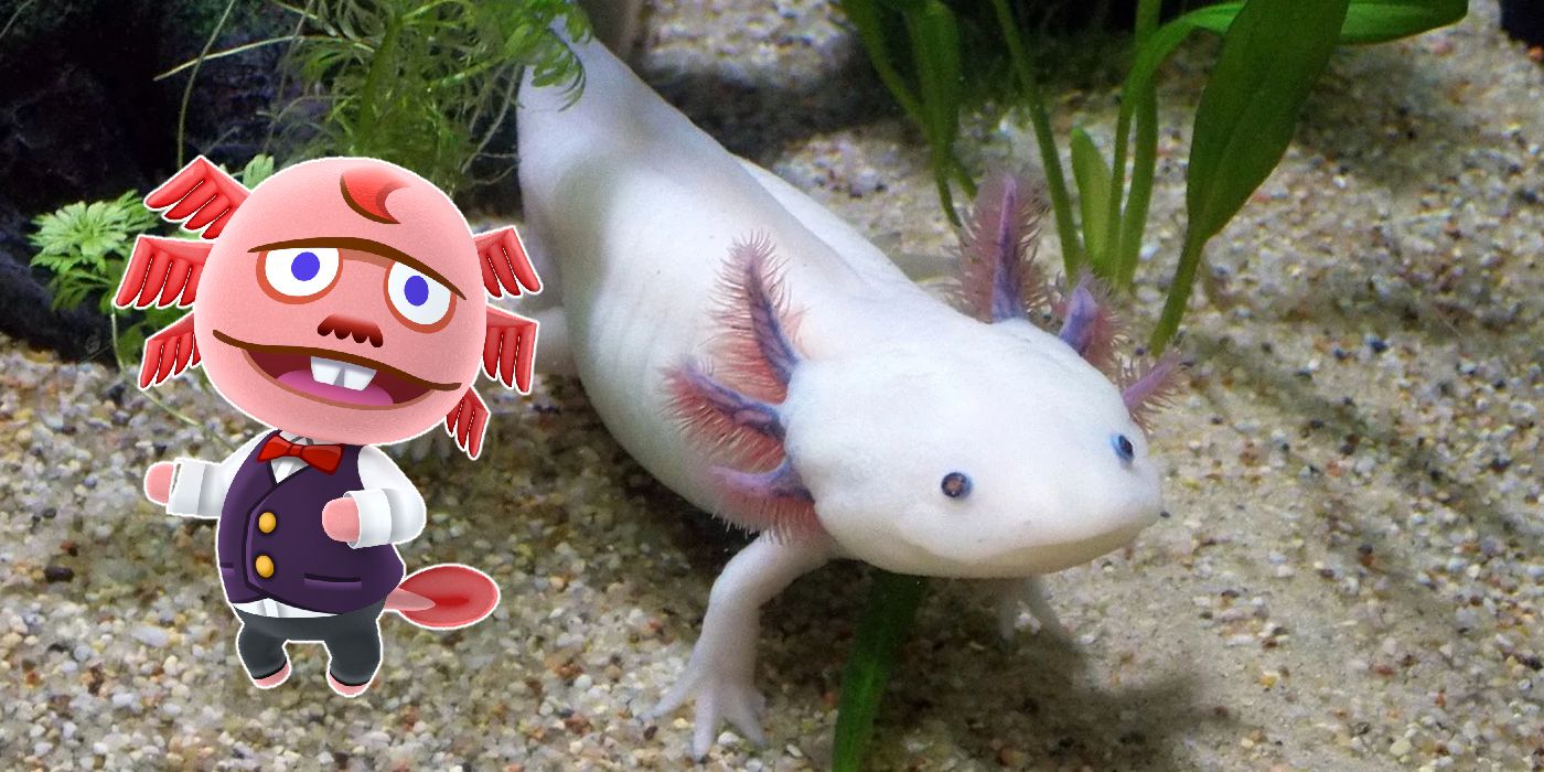 Real-World Animals ACNH's Sequel Should Add As Villagers