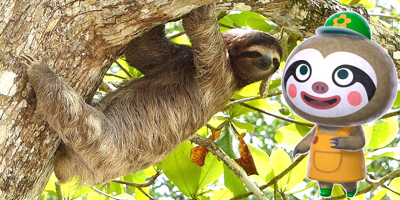 Real-World Animals ACNH's Sequel Should Add As Villagers