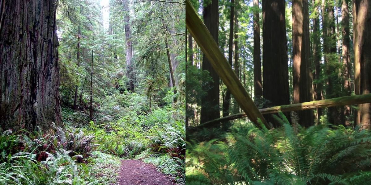 Star Wars: 11 Things Only Die-Hard Fans Know About Endor