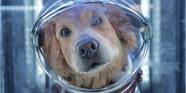 Manga Guardians Of The Galaxy 3 Gunn Defends Cosmo The Space Dog