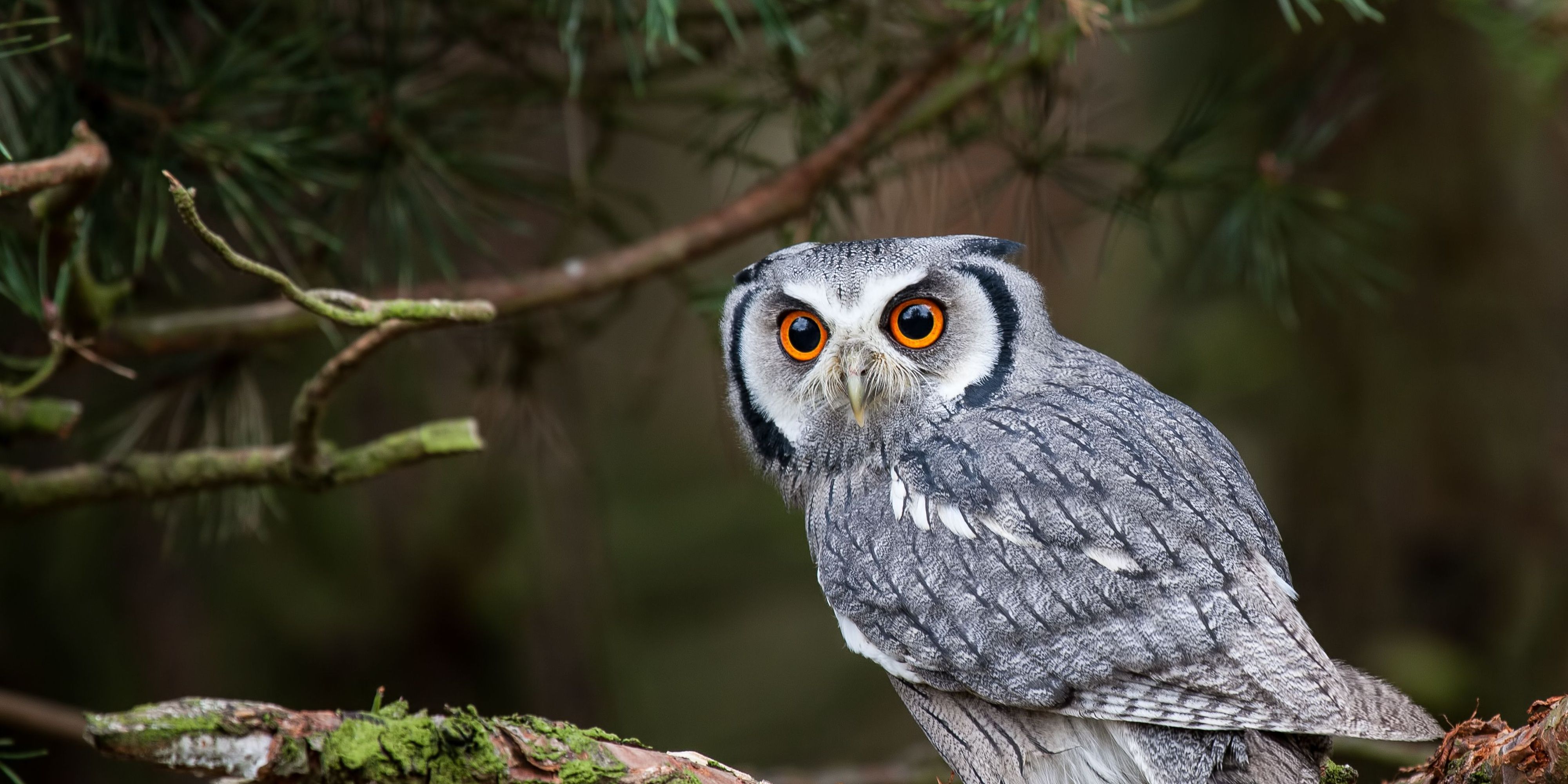 The Staircase True Story: How Much HBO Max Changed