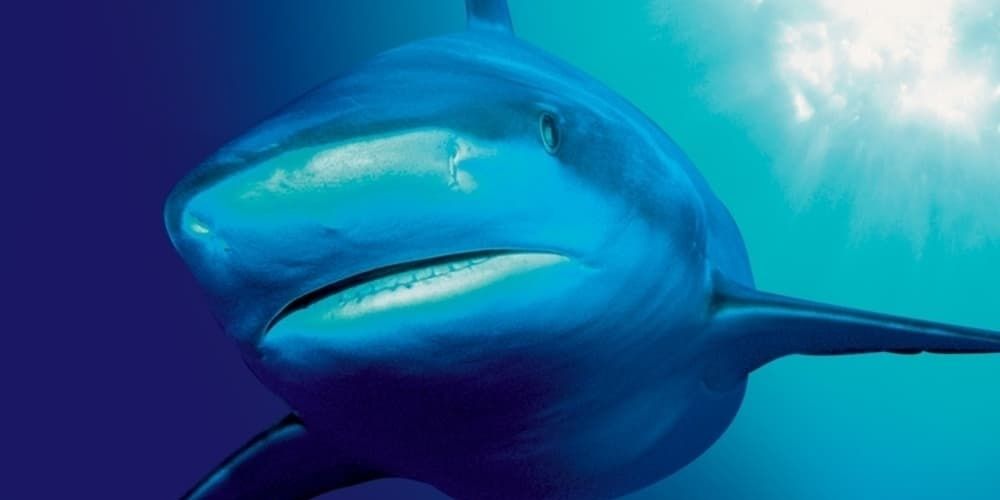 10 Discovery+ Documentaries To Watch If You Love Shark Week