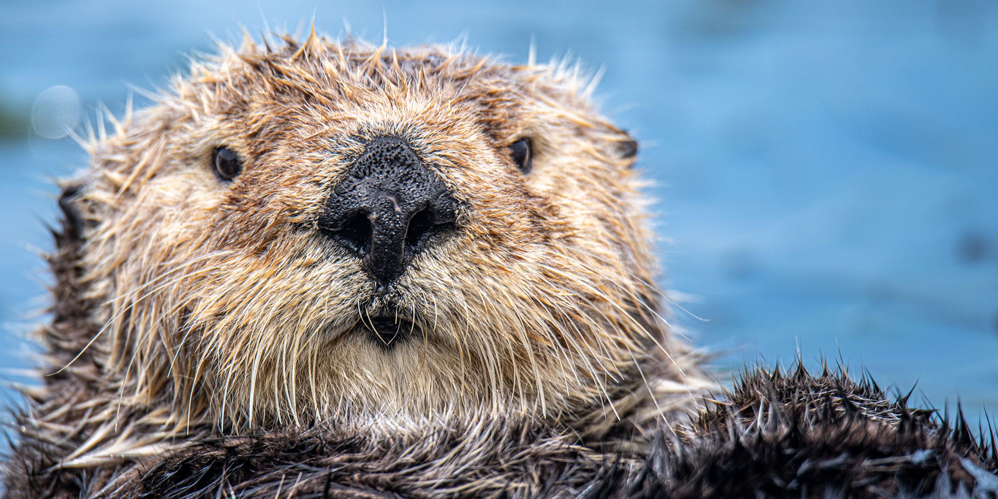 Harry Potter: What Is Your Animagus, Based On Your MBTI®?