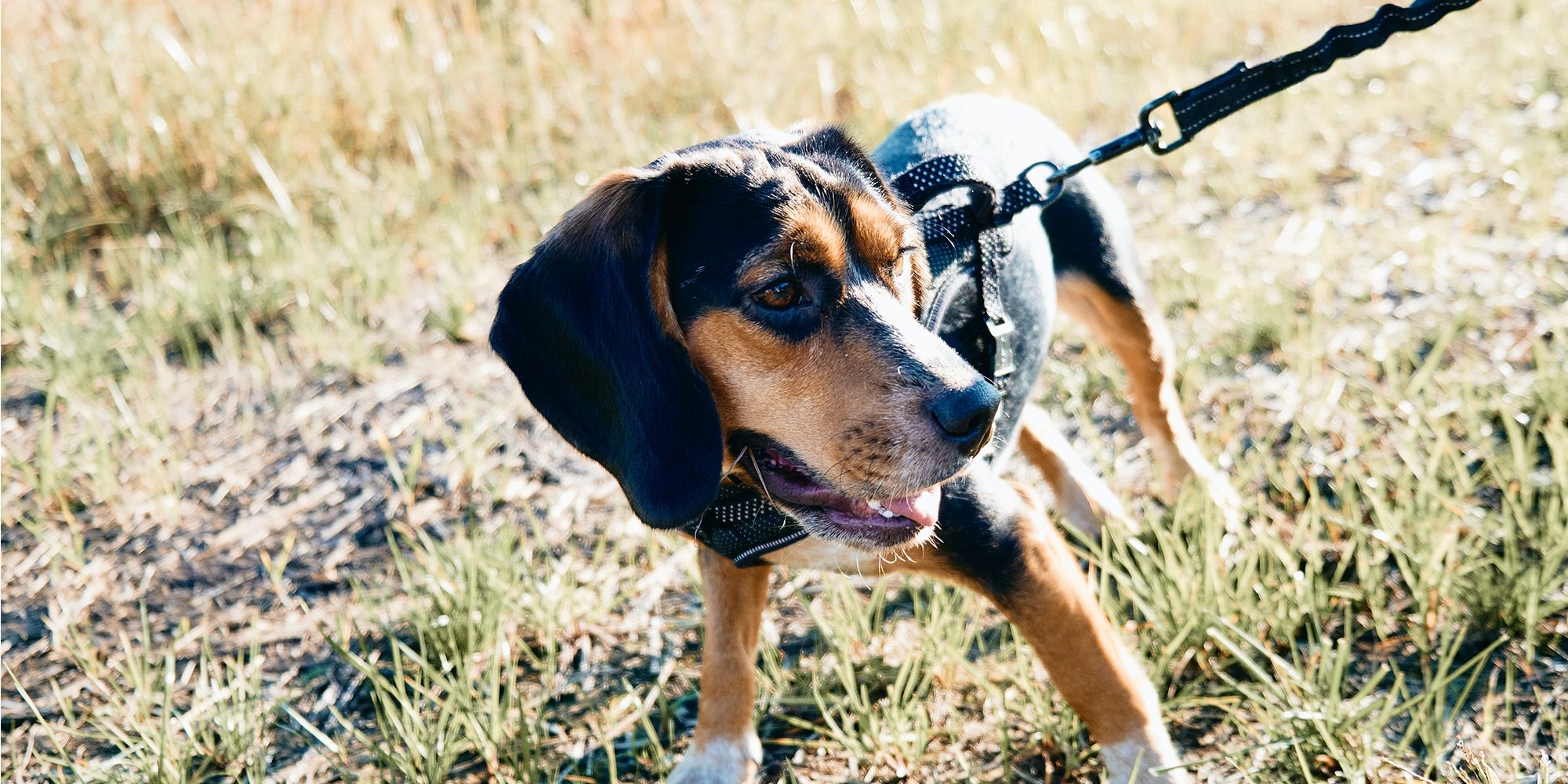 Harry Potter: What Is Your Animagus, Based On Your MBTI®?