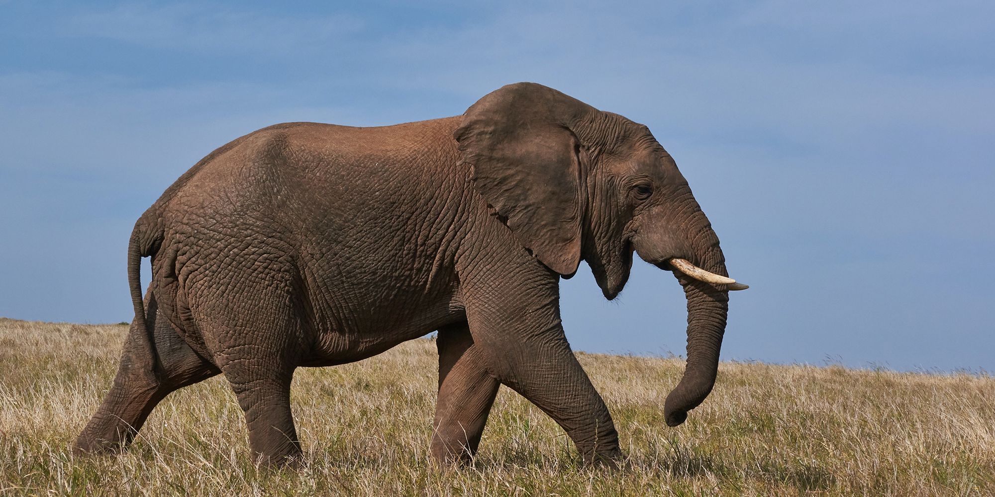 Harry Potter: What Is Your Animagus, Based On Your MBTI®?