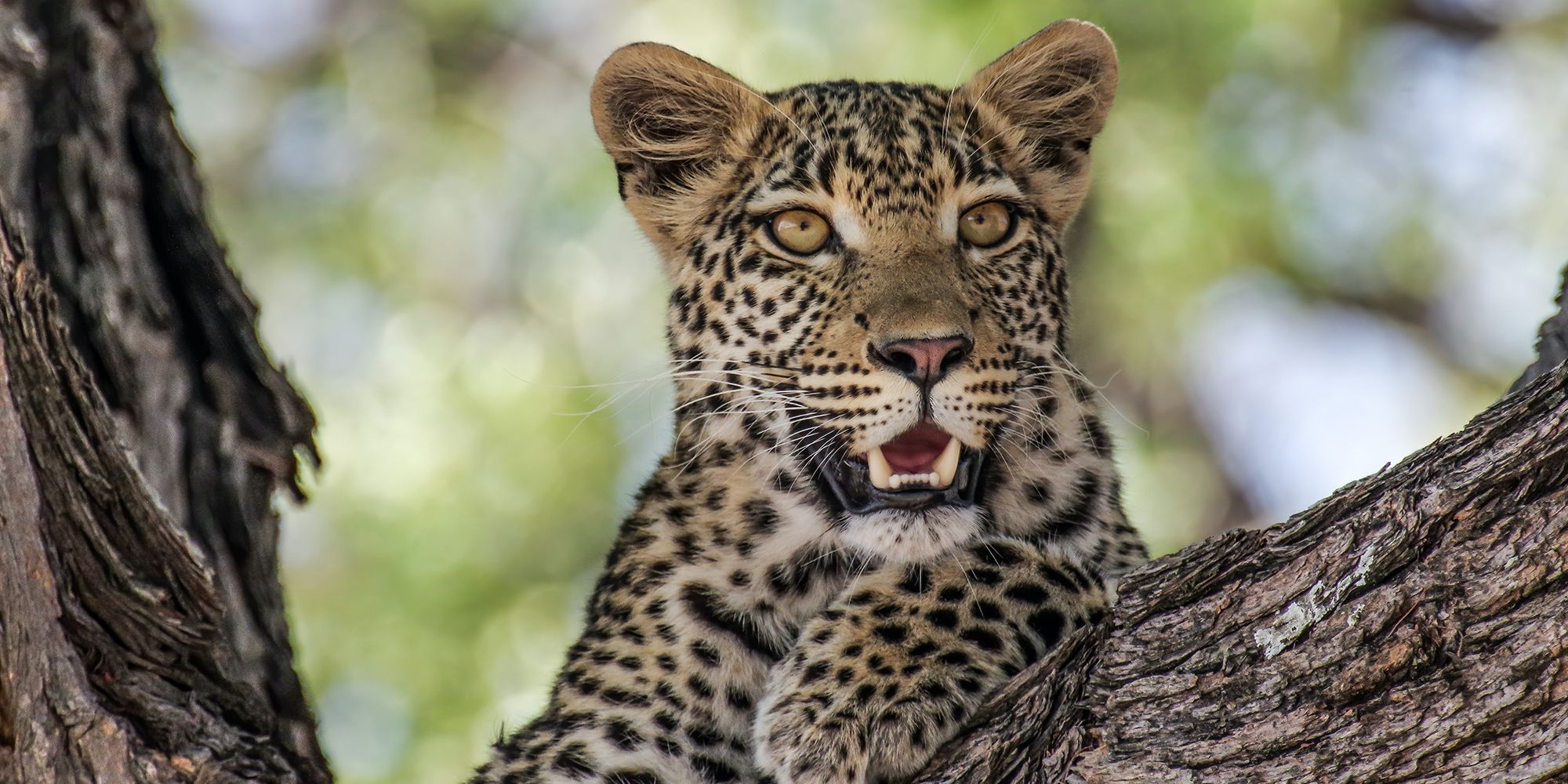 Harry Potter: What Is Your Animagus, Based On Your MBTI®?