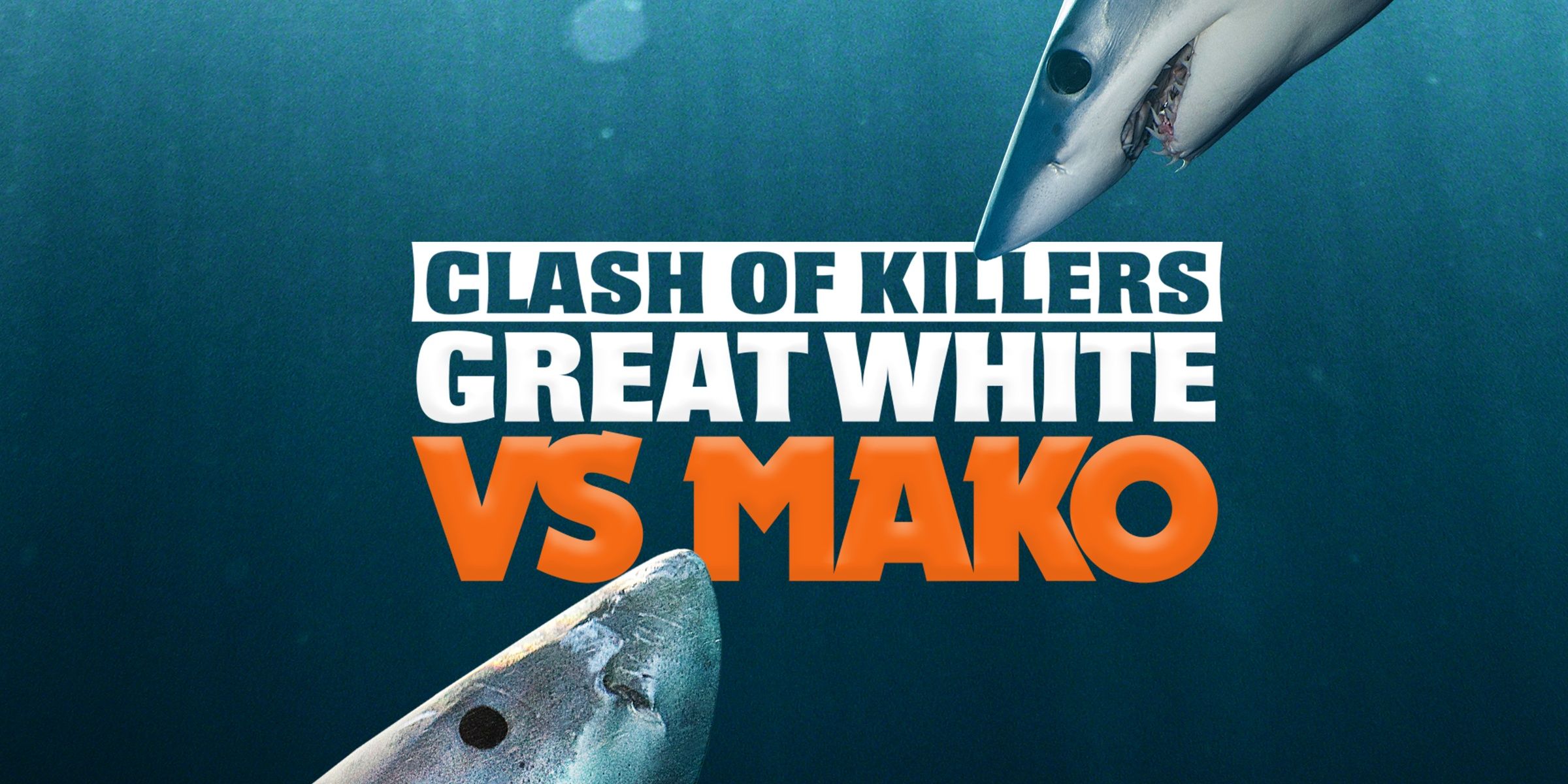 10 Discovery+ Documentaries To Watch If You Love Shark Week