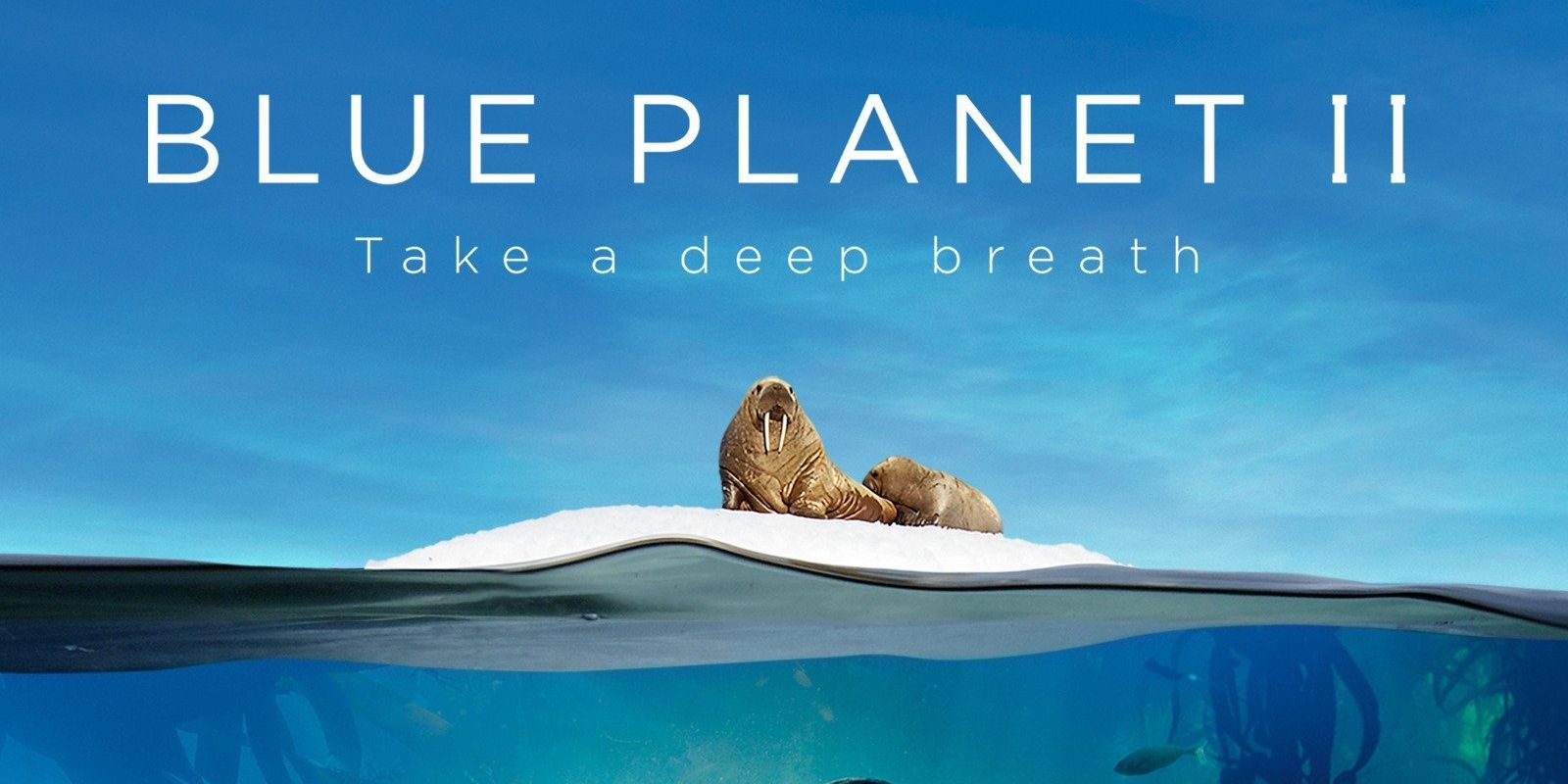 10 Discovery+ Documentaries To Watch If You Love Shark Week