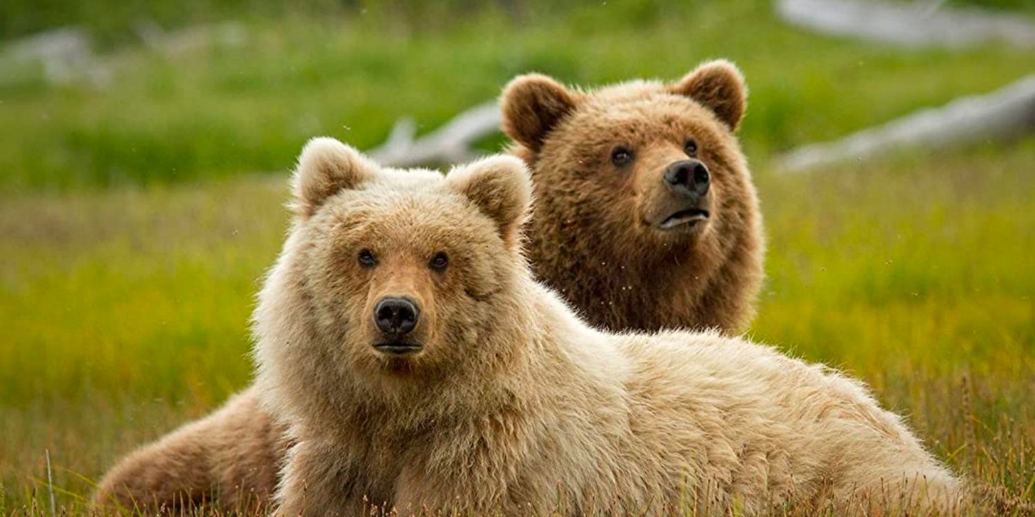 10 Best Nature Documentaries On Disney+, Ranked By IMDb Score