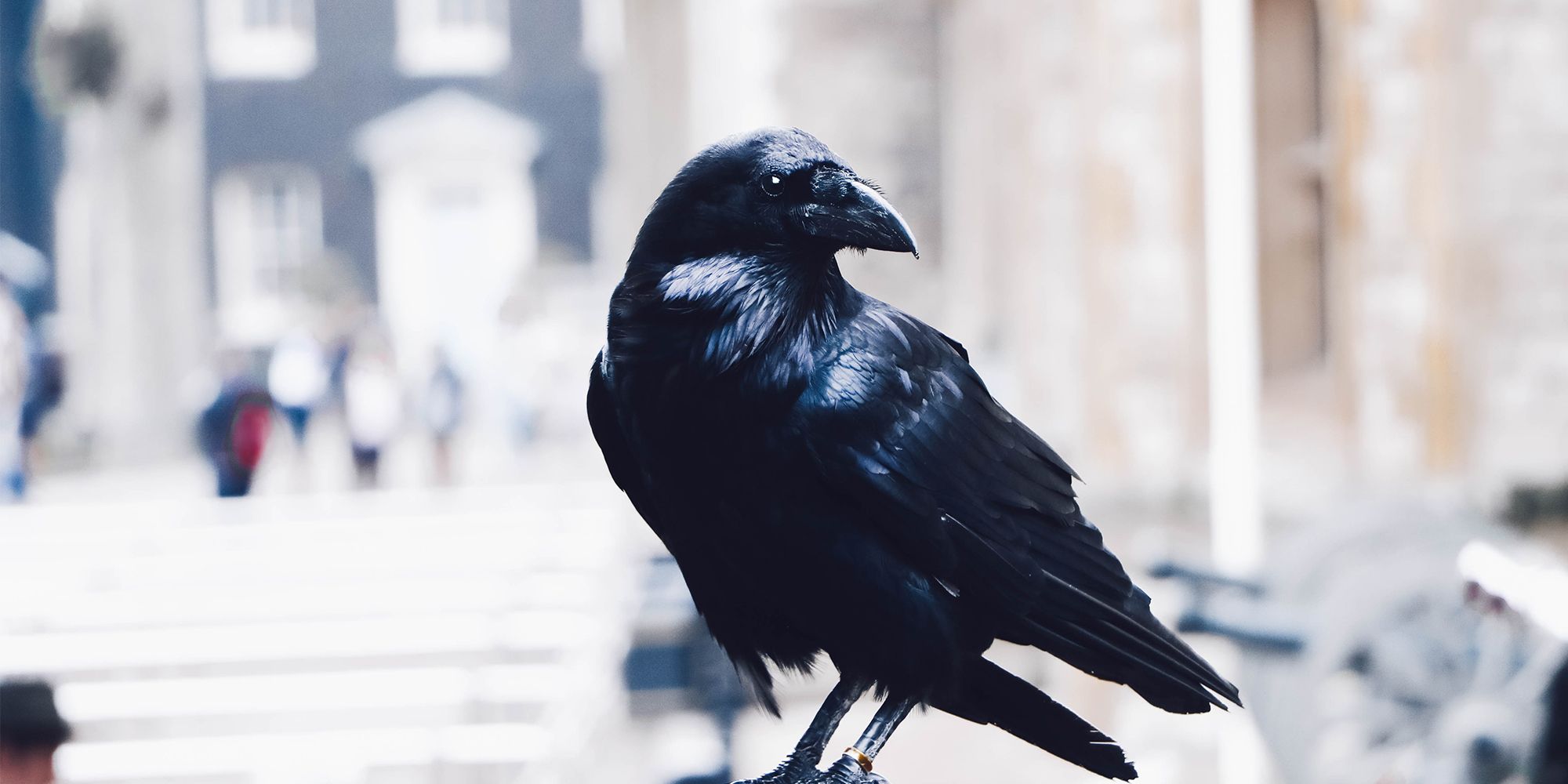 Harry Potter: What Is Your Animagus, Based On Your MBTI®?