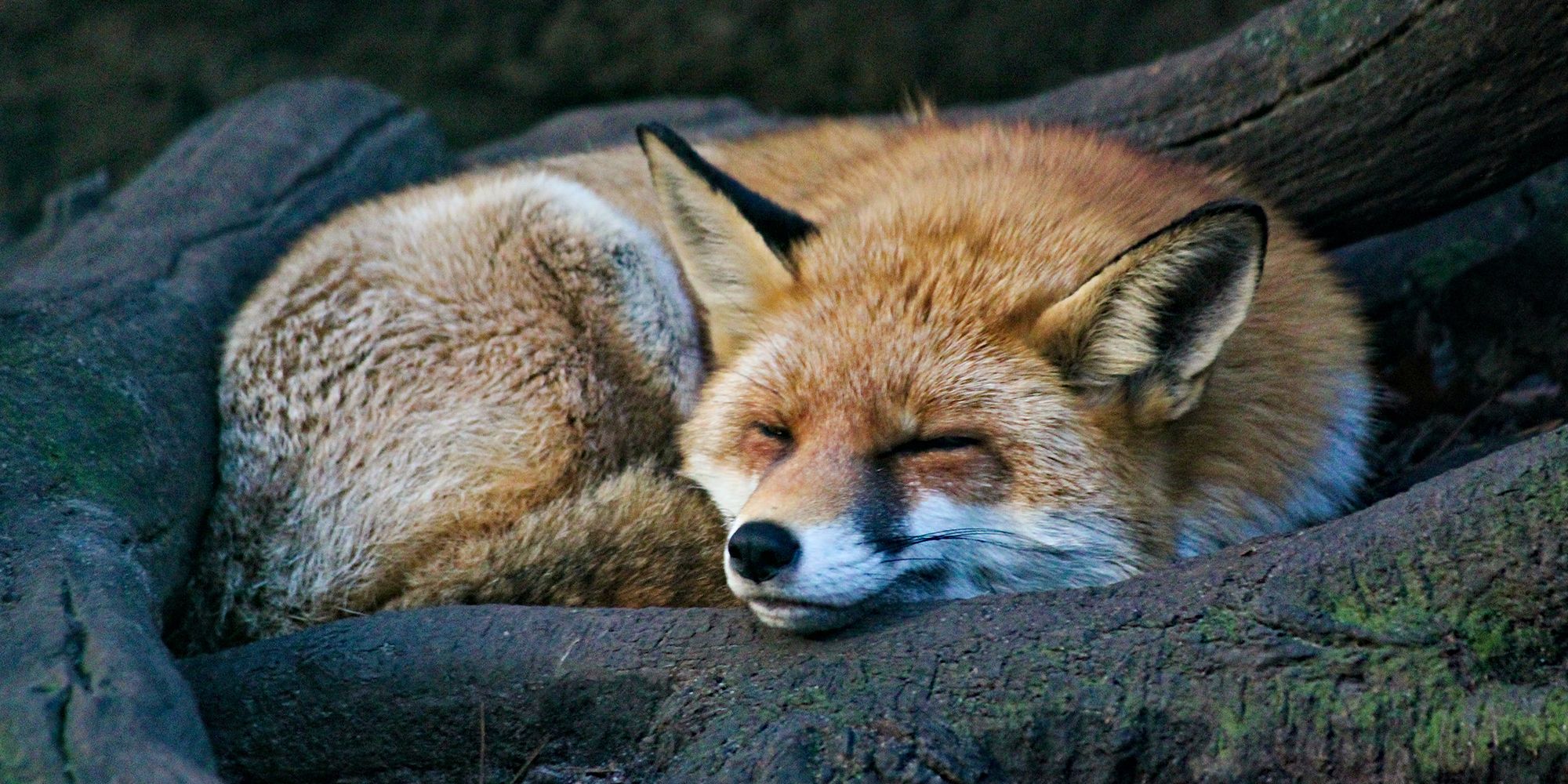 Harry Potter: What Is Your Animagus, Based On Your MBTI®?