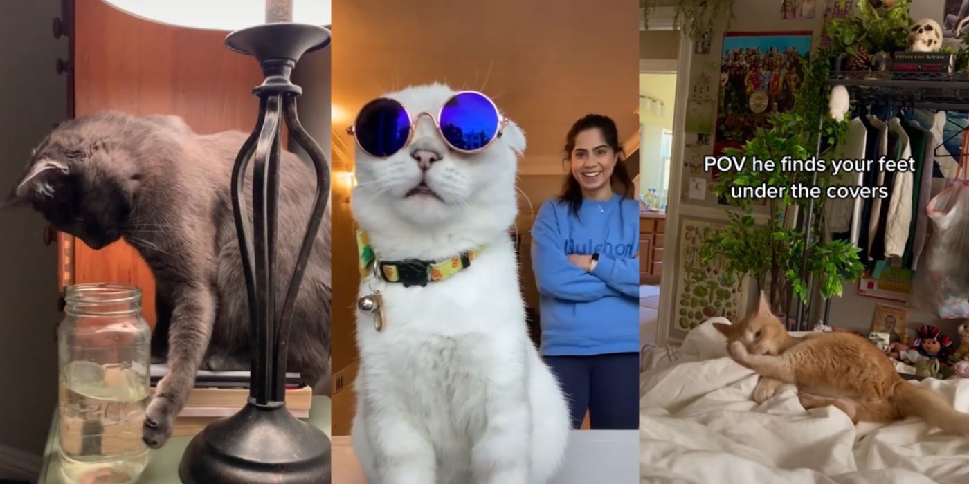 10 Funniest Cat TikToks