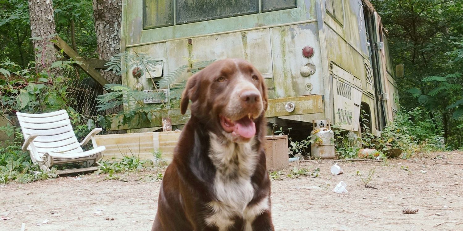 Free Puppies! Charts Heartbreaking And Hopeful Dog Journey [EXCLUSIVE CLIP]