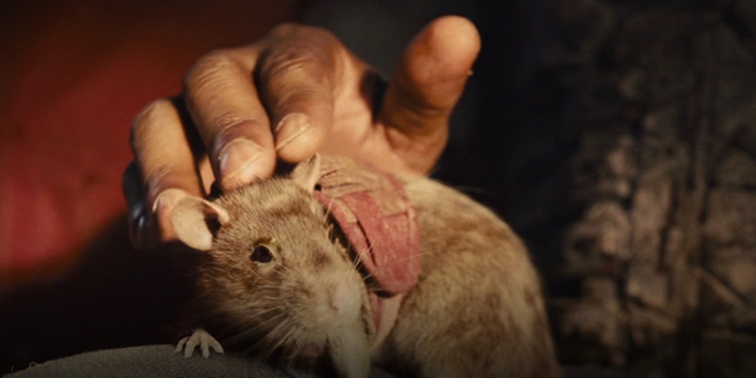 The Suicide Squad: Why Is Bloodsport Afraid Of Rats?