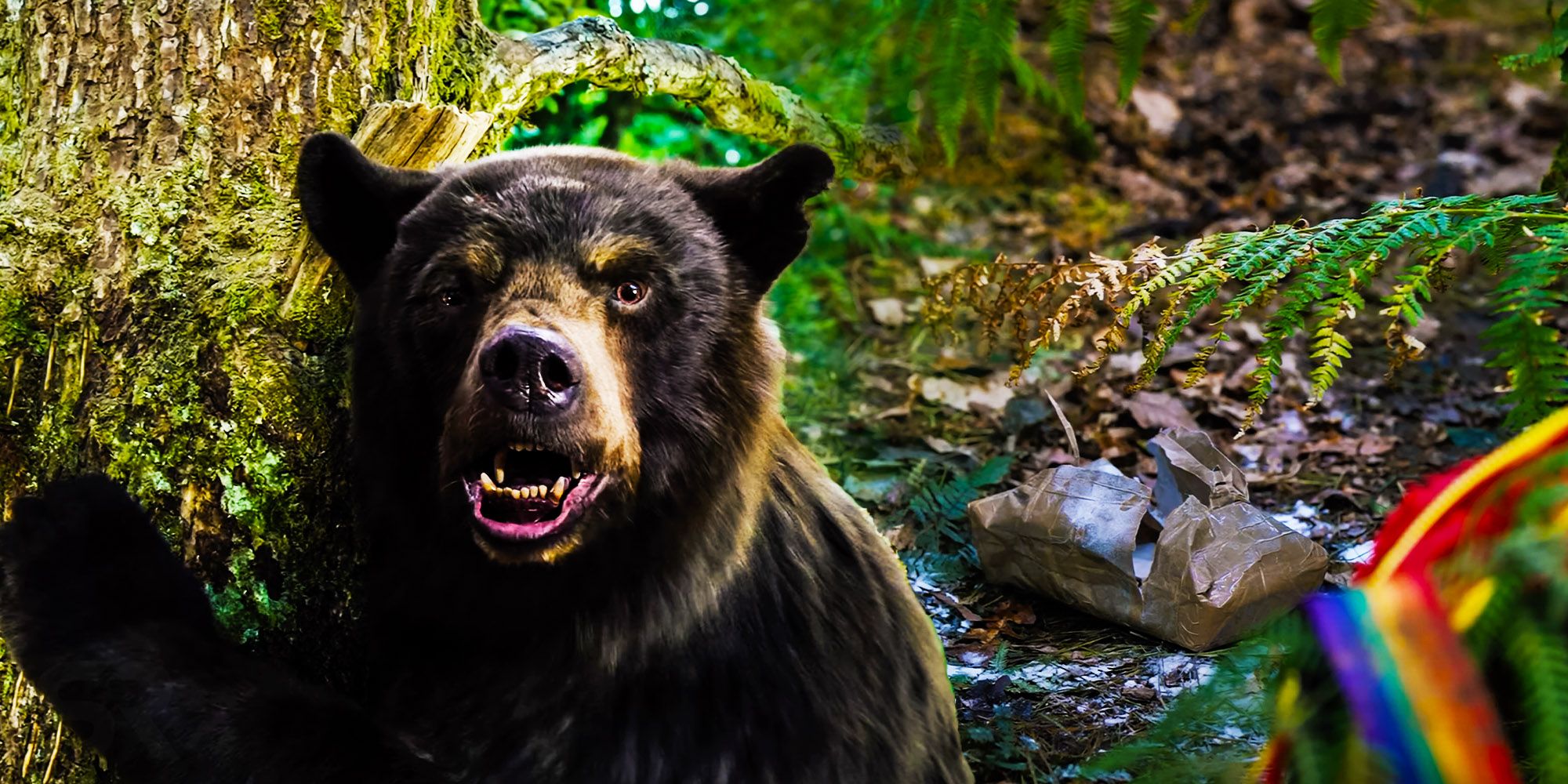 What Happened To The Real Bear From Cocaine Bear (Did It Survive?)