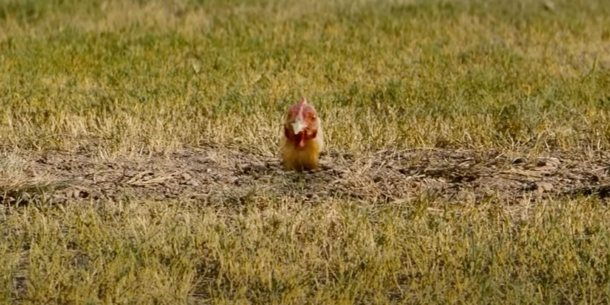Is 2 Guns' Chicken Scene Actually Real?