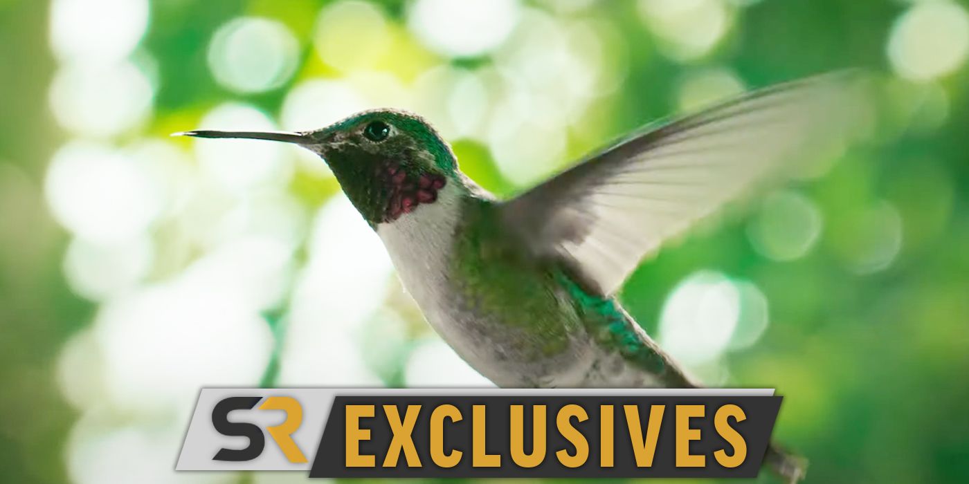 Hummingbirds Fly in America’s National Parks Season 2 Clip [EXCLUSIVE]