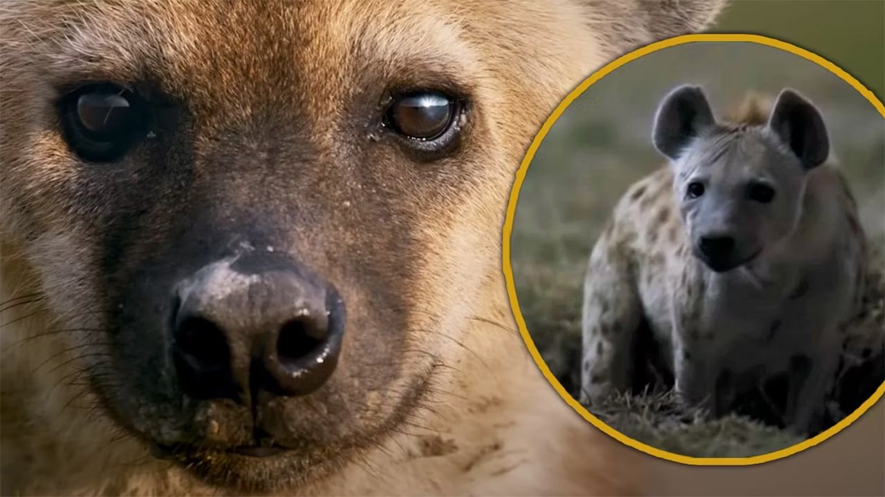 National Geographic Queens Clip Shows Hyenas Argue In Stunning ...