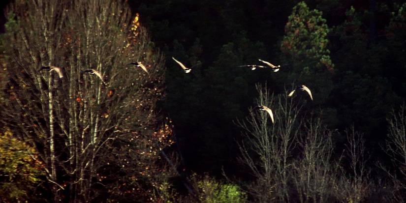 What All The Birds In The Notebook Really Mean