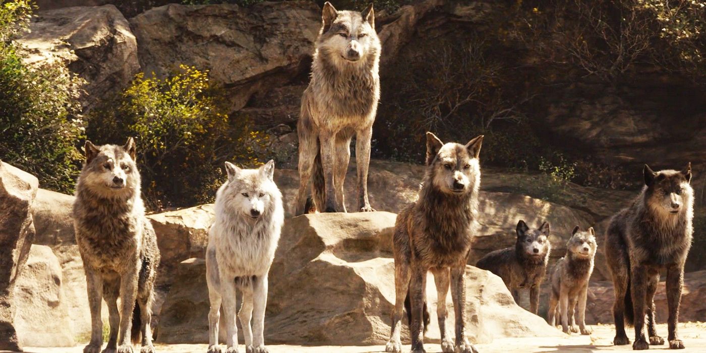 Werewolf Twilight Pack