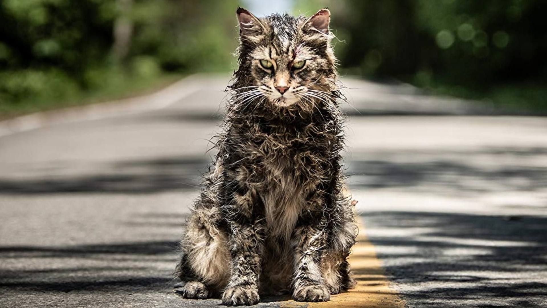 Pet Semetary Summary, Trailer, Cast, and More