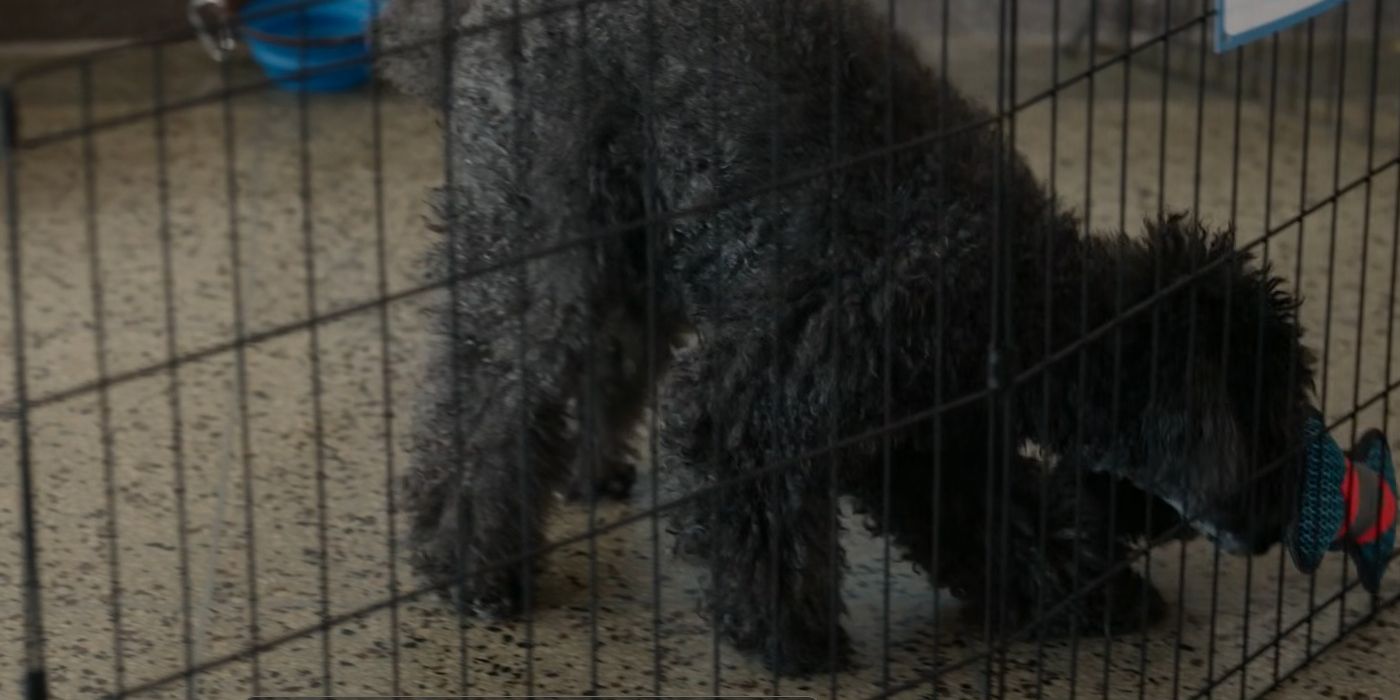 Mr. Monk's Last Case: A Monk Movie Summary, Trailer, Cast, and More