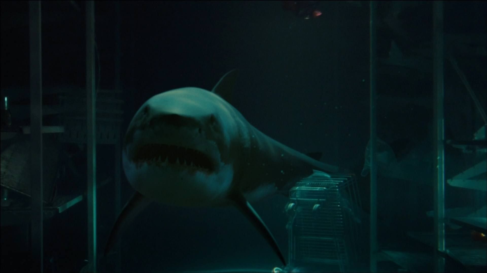 Bait Summary, Trailer, Cast, and More