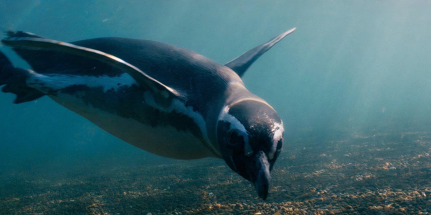 My Penguin Friend Summary, Latest News, Trailer, Cast, Where to Watch ...