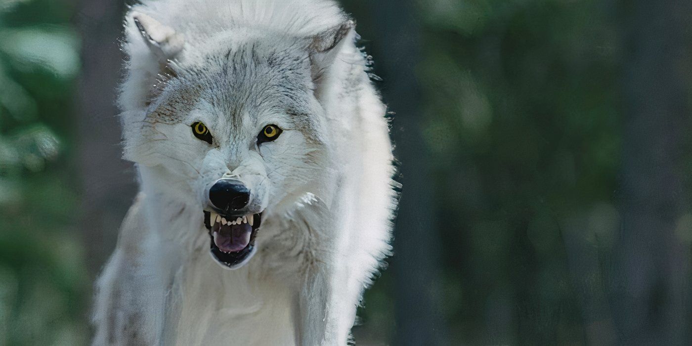 Out Come the Wolves Summary, Latest News, Trailer, Cast, Where to Watch ...