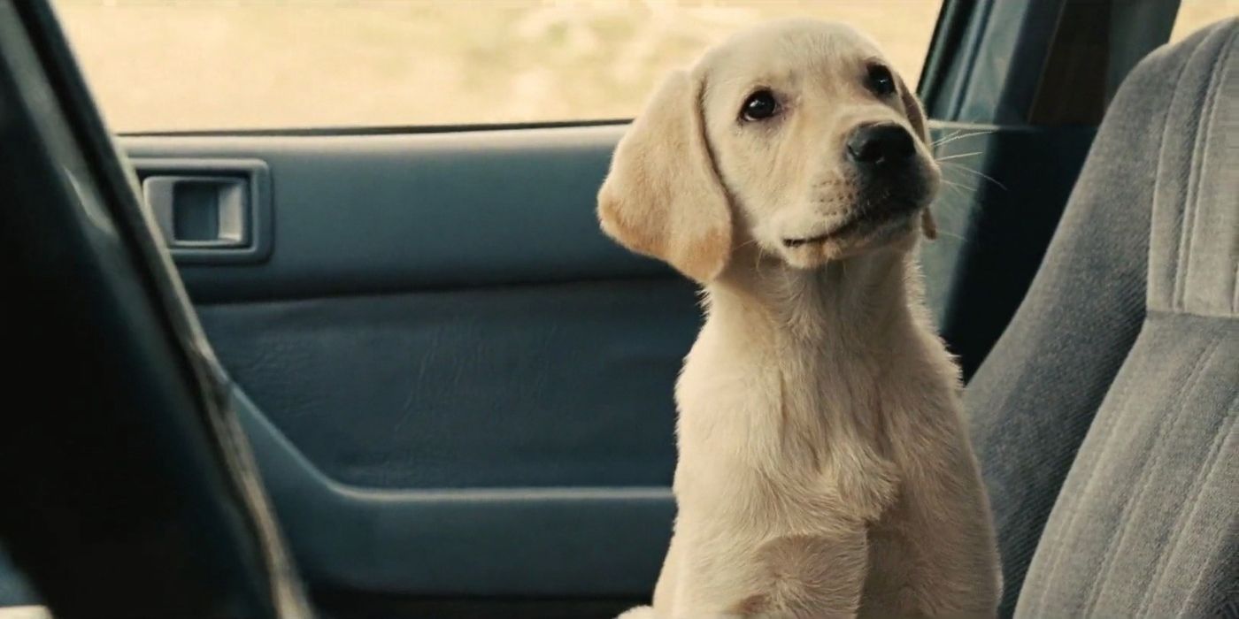 Marley & Me Summary, Latest News, Trailer, Cast, Where to Watch and More