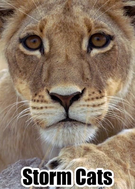 Storm Cats Summary, Latest News, Trailer, Cast, Where to Watch and More