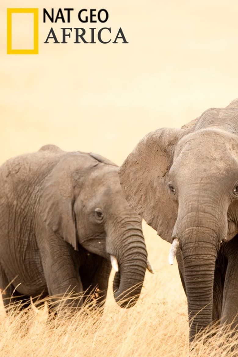 Africa Summary, Latest News, Trailer, Season List, Cast, Where to Watch ...