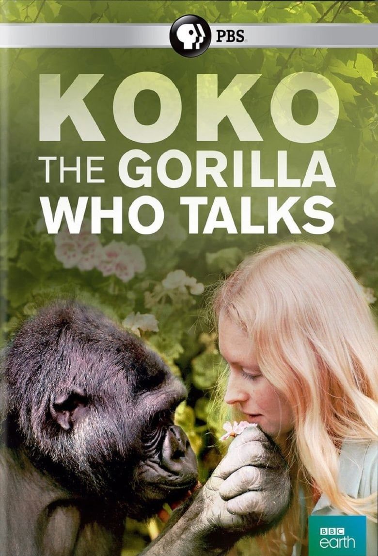 Koko: The Gorilla Who Talks to People Summary, Latest News, Trailer ...