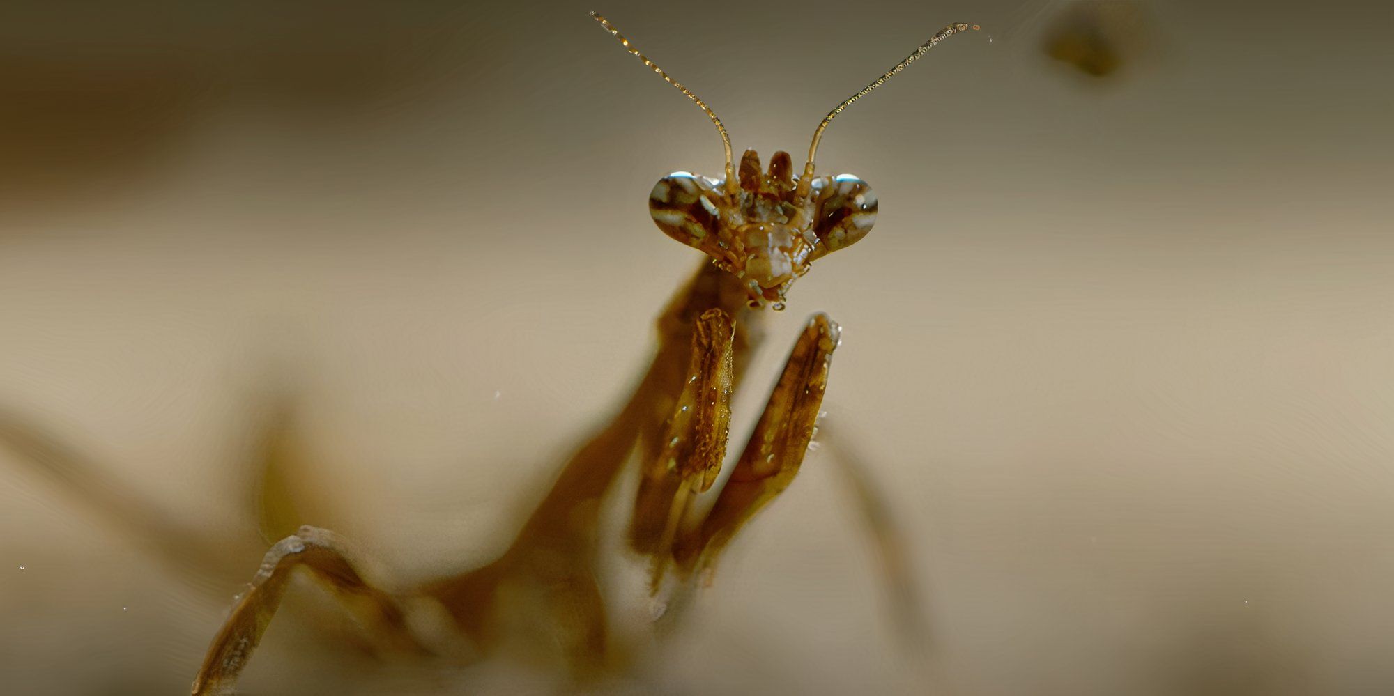 A Real Bug's Life Summary, Latest News, Trailer, Season List, Cast ...