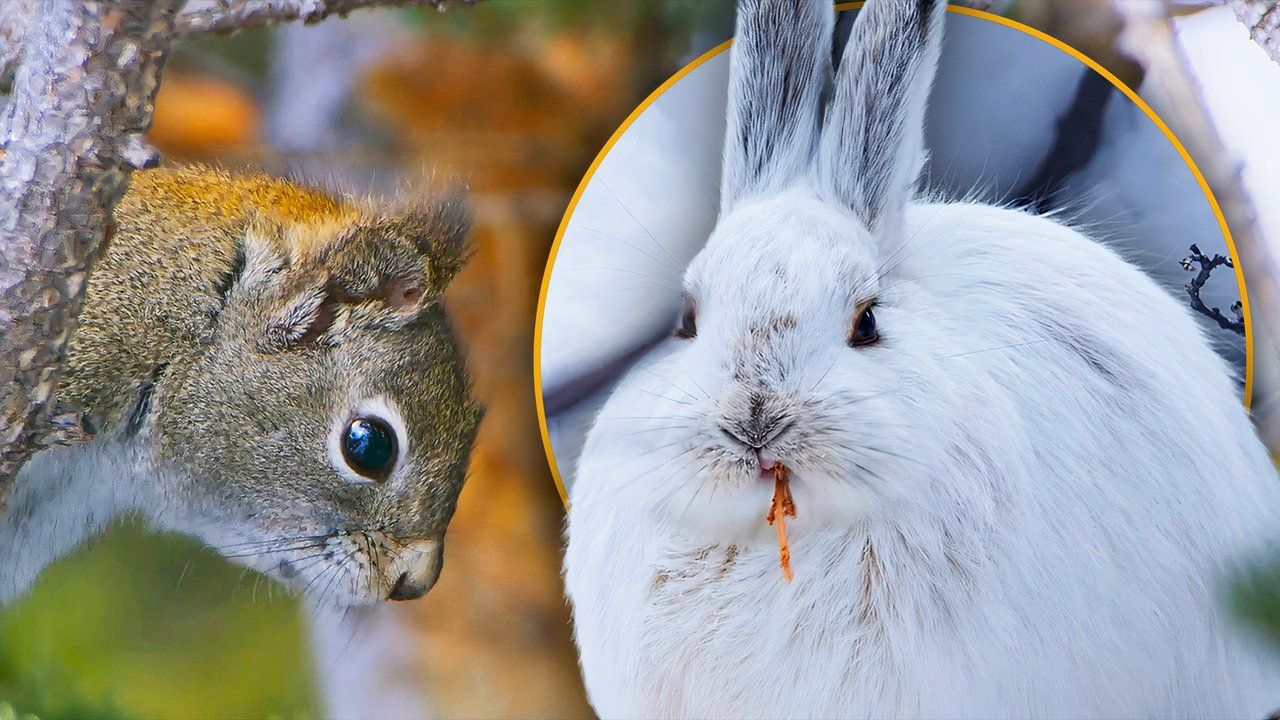 Tom Hanks Narrates The Life Of A Bunny In Nature Docuseries The ...