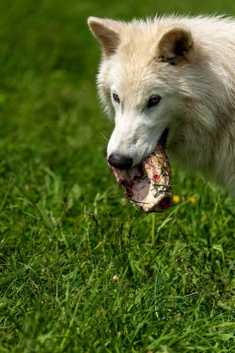 Watch Dire Wolf Pup Khaleesi Meet Her Brothers for the First Time in De ...