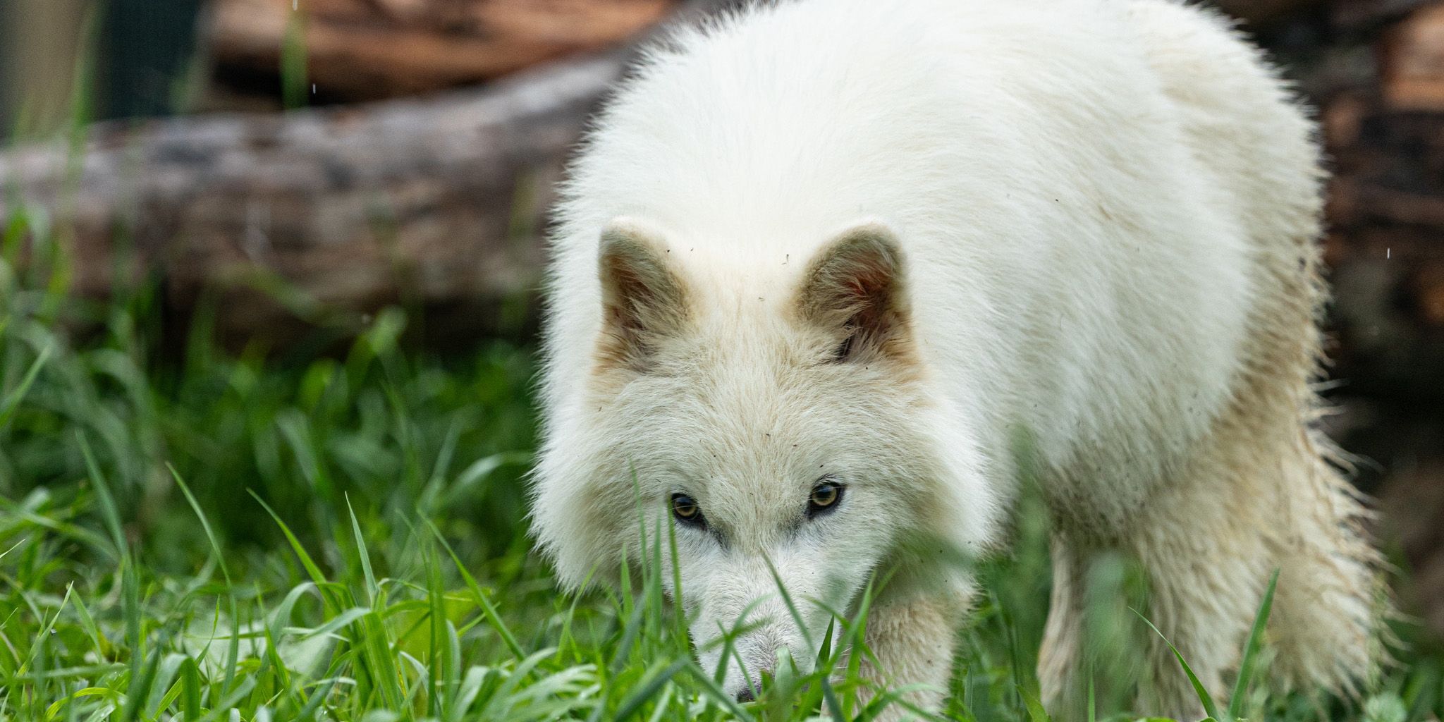 Watch Dire Wolf Pup Khaleesi Meet Her Brothers for the First Time in De-Extinction Update