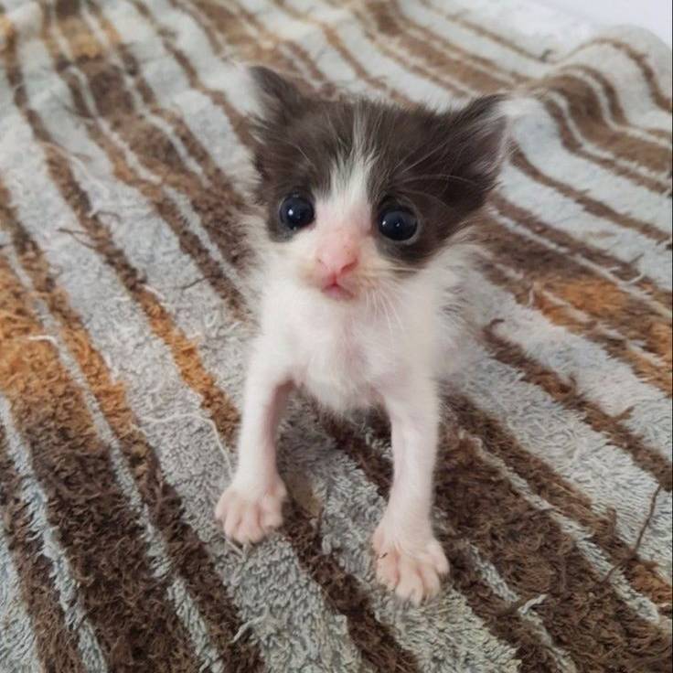 Gremilyn | ScreenRant Profile