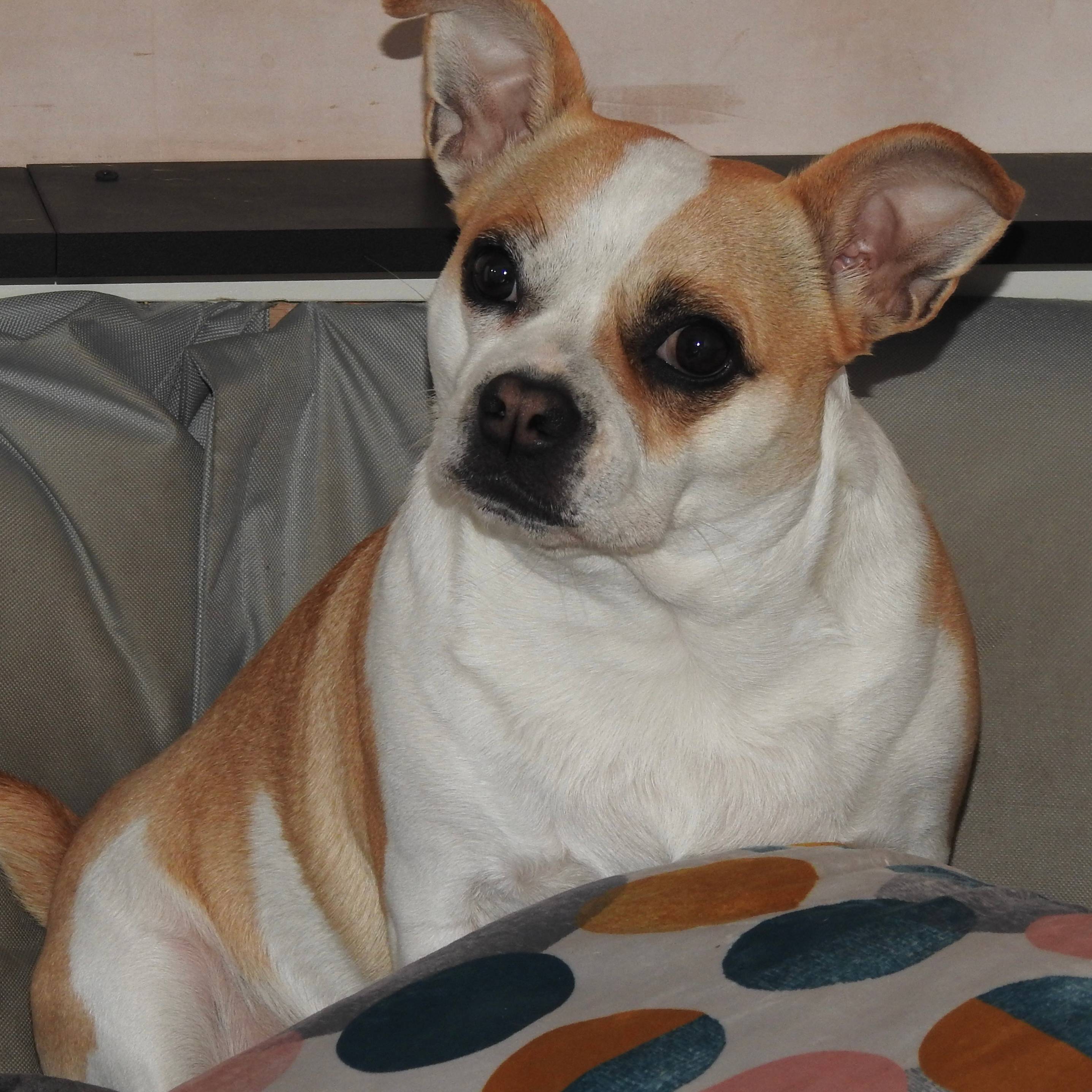 AdamCS | ScreenRant Profile