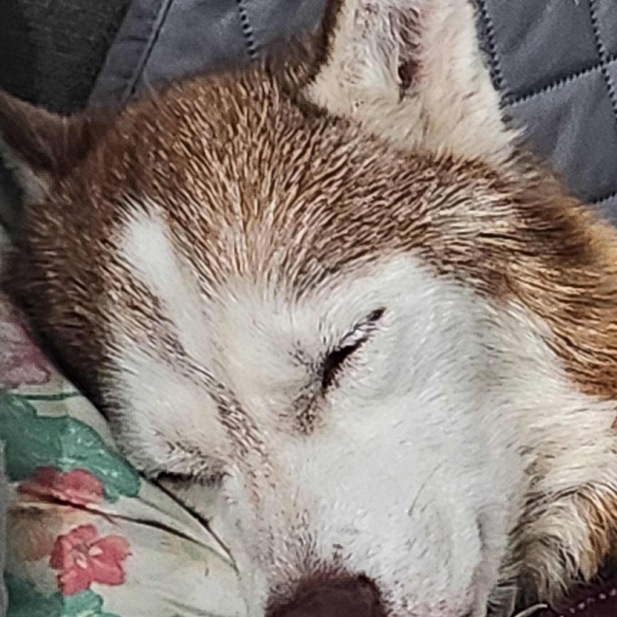 Grandpa_Tom | ScreenRant Profile