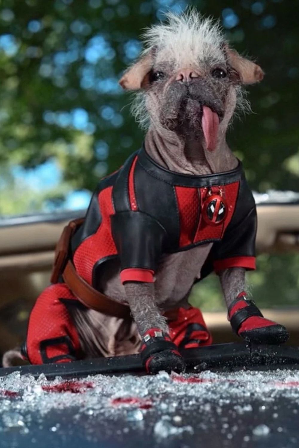 Peggy (Dog) | ScreenRant